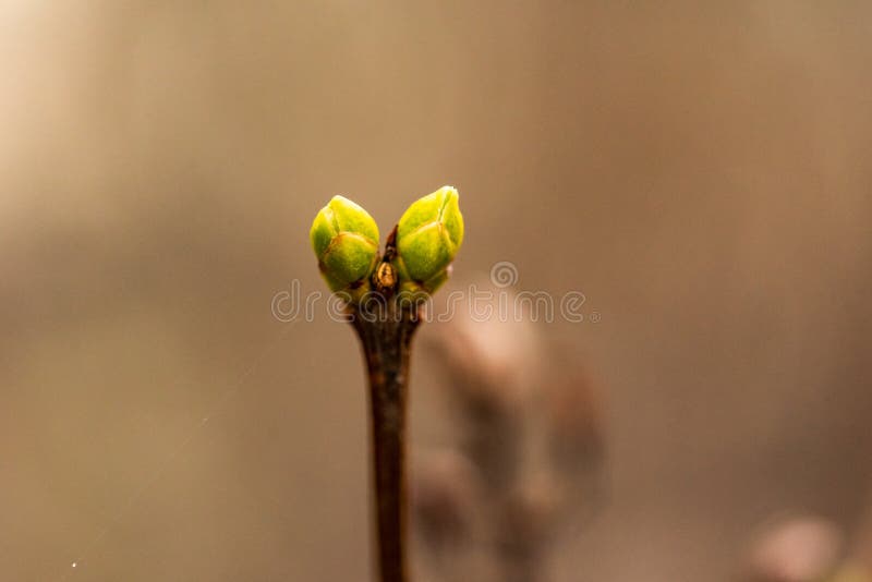 Tree Branches with Spring Green Budding Leaves Closeup. Springtime ...