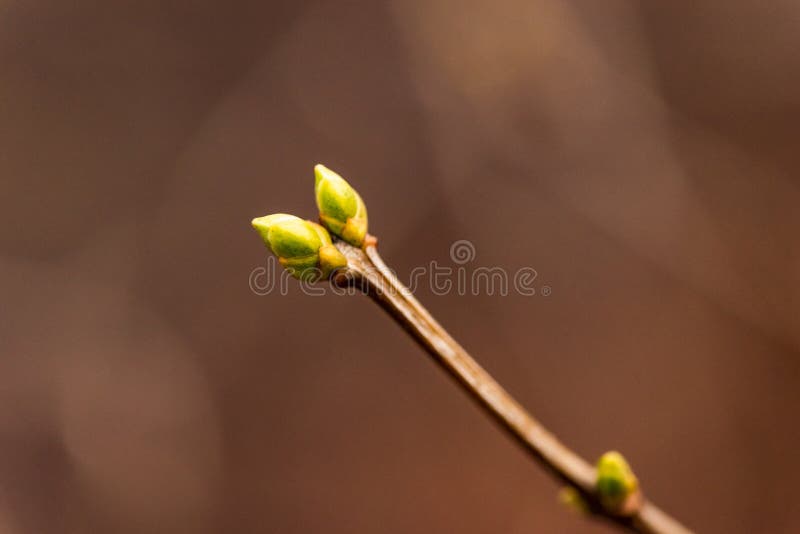 Tree Branches with Spring Green Budding Leaves Closeup. Springtime ...