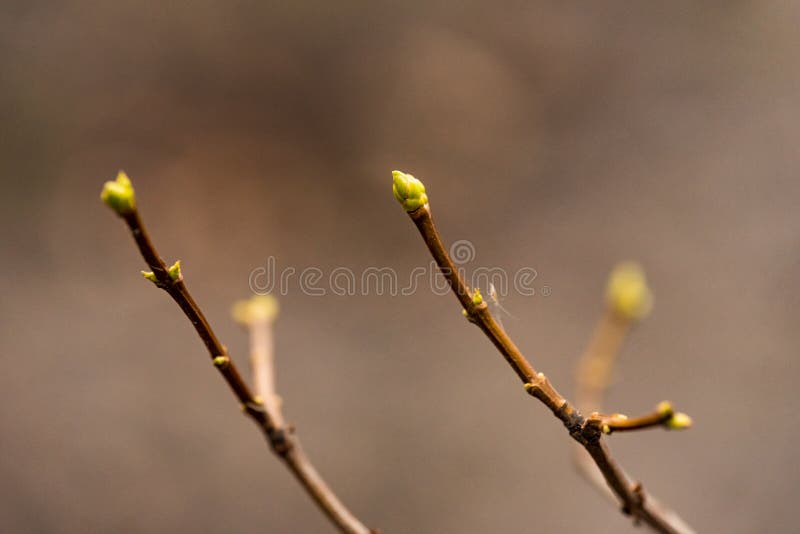 Tree Branches with Spring Green Budding Leaves Closeup. Springtime ...