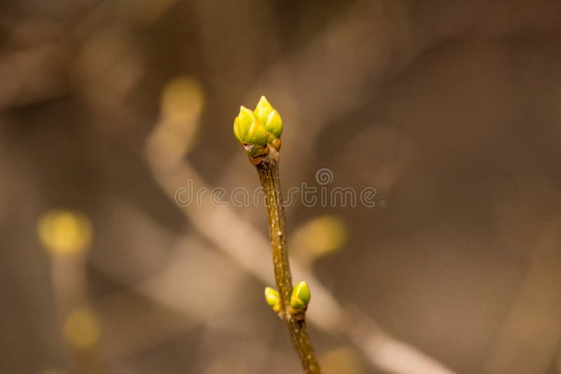 Tree Branches with Spring Green Budding Leaves Closeup. Springtime ...