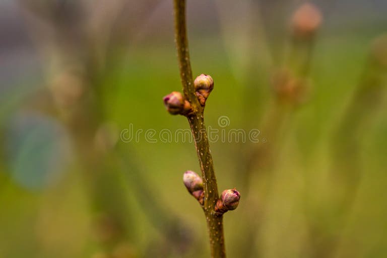 Tree Branches with Spring Green Budding Leaves. Tree Buds in Spring ...