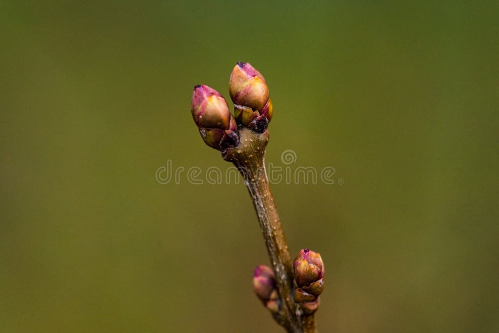 Tree Branches with Spring Green Budding Leaves. Tree Buds in Spring ...