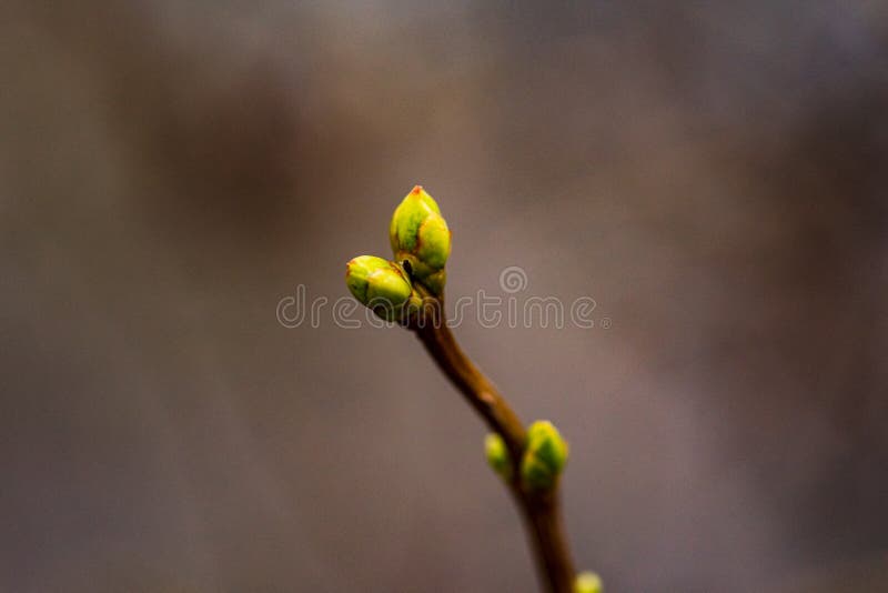Tree Branches with Spring Green Budding Leaves. Tree Buds in Spring ...