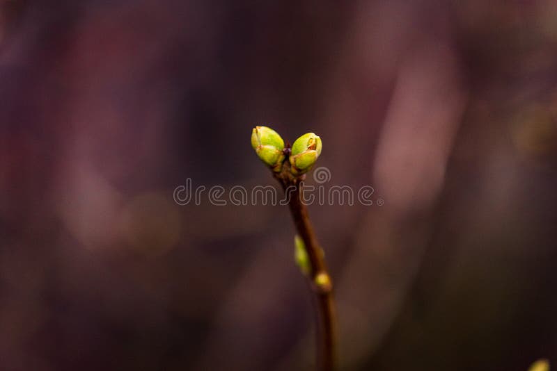 Tree Branches with Spring Green Budding Leaves. Tree Buds in Spring ...