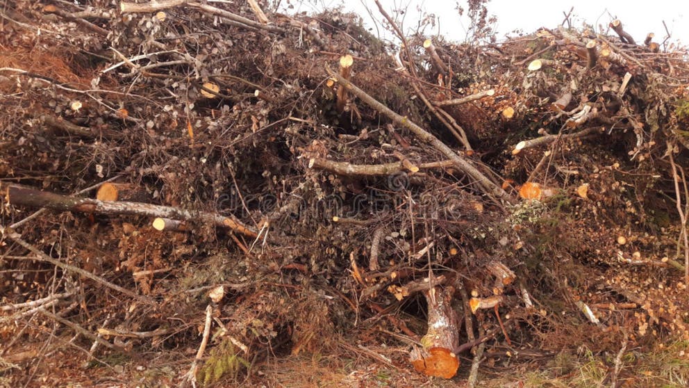 Tree branches stack stock image. Image of stack, agriculture - 258133979