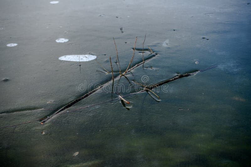 Tree Branches Start To Float in the Water Stock Image - Image of nature ...