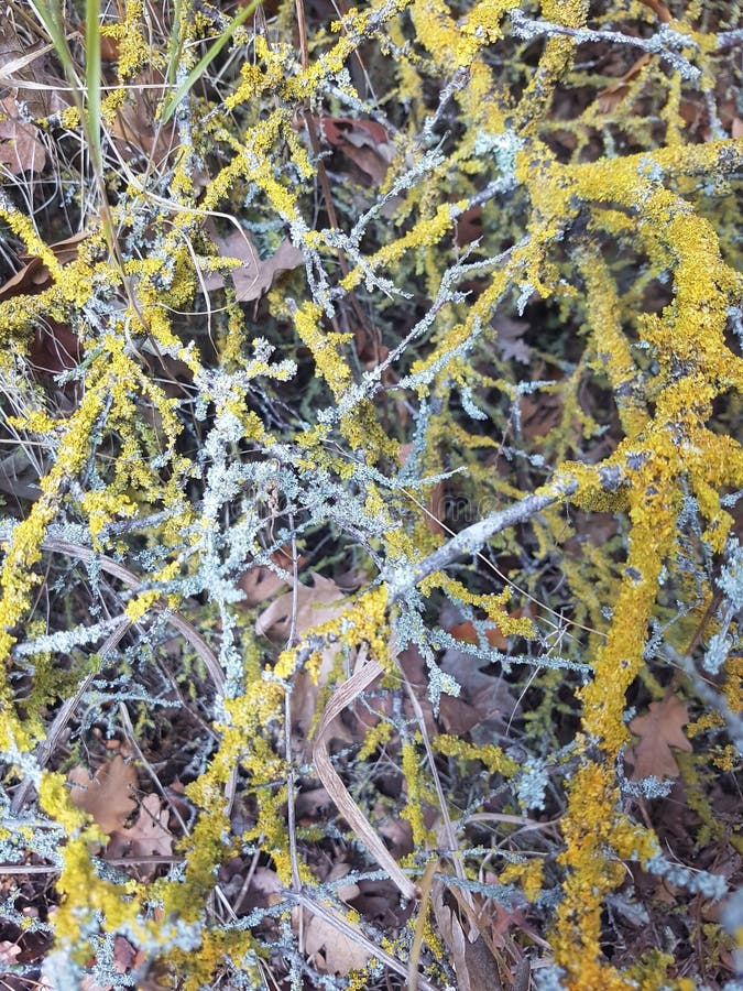 The Tree Branches Natural Photograph Stock Photo - Image of deciduous ...