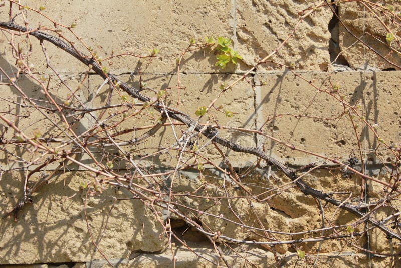 Tree Branches by Stone Background Stock Image - Image of park, wood ...