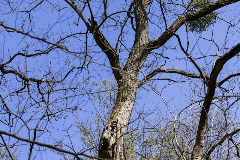 Tree Branches in the Sunlight in Spring Stock Photo - Image of ecology ...