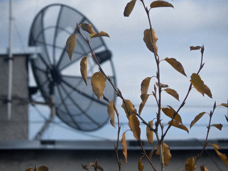 Tree Branches Sway in the Wind Stock Image - Image of flower, plant ...
