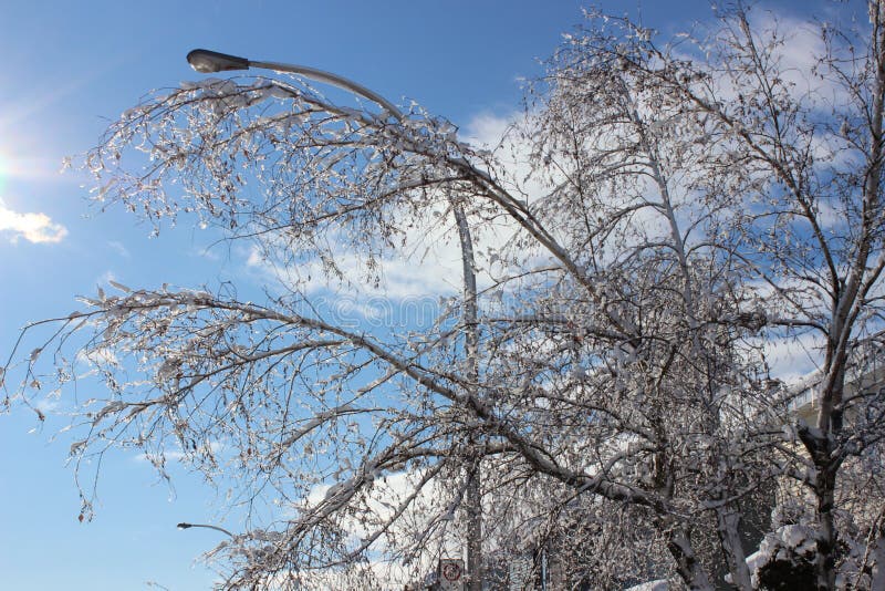 Tree Branches Swaying from Frost Stock Photo - Image of trees, snow ...