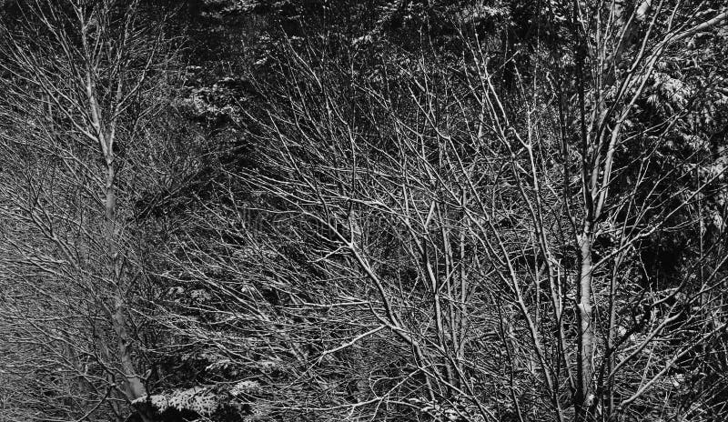 Tree Branches tangles stock photo. Image of forest, dark - 96085774