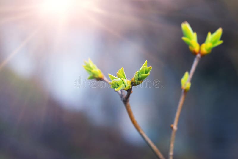 Early Spring. Spring Landscape with Trees by the River and Picturesque ...