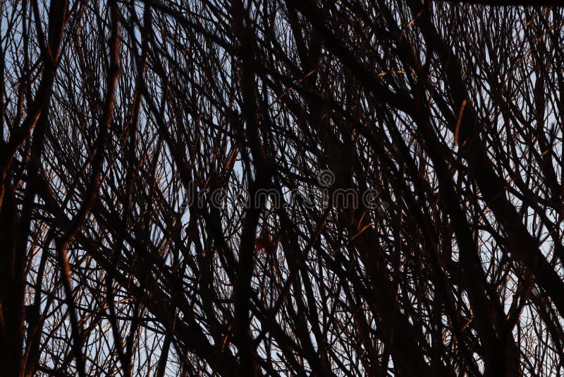 Tree Branches Texture stock photo. Image of nature, winter - 181315442