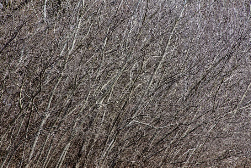 Tree branches texture stock image. Image of organic, background - 74647853