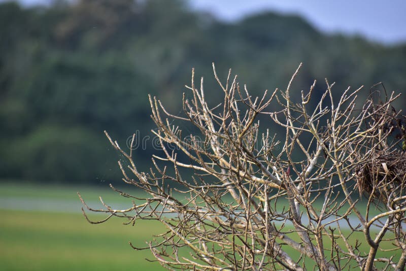 Tree branches stock photo. Image of drawing, gray, alone - 182815446