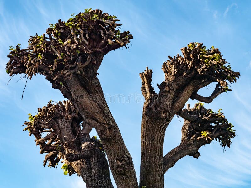 Trees without branches stock photo. Image of hairdo - 139040766
