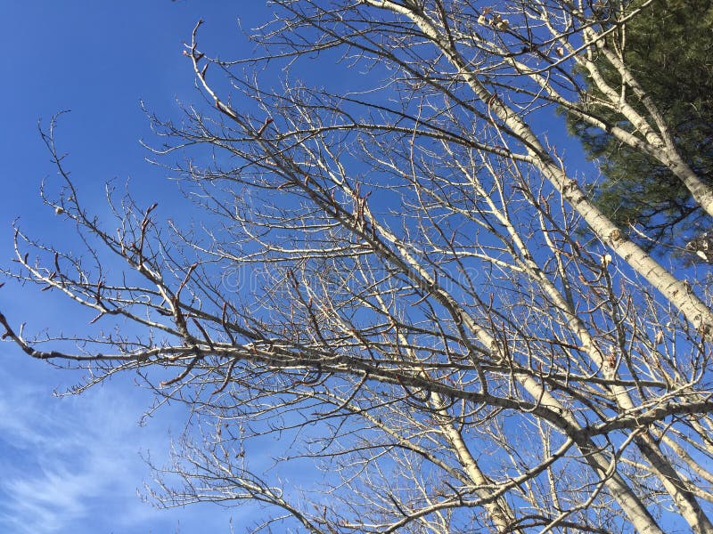 Tree Branches stock photo. Image of branches, trees, tree - 87153378