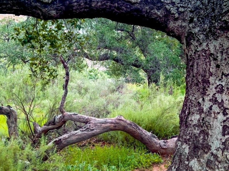 Tree Branches and Trunk Make Frame Stock Image - Image of grasses ...