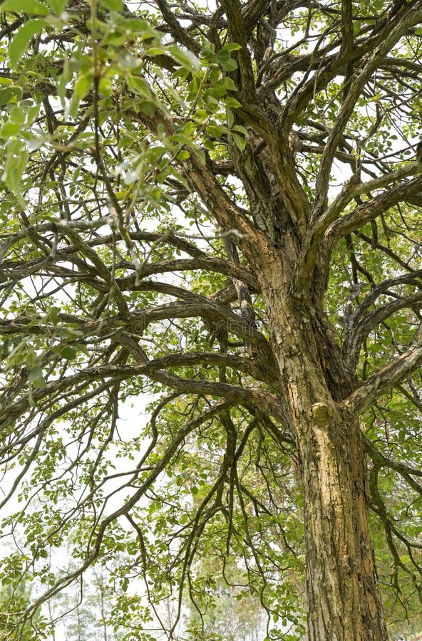 Tree branches stock photo. Image of wild, green, stem - 41755802