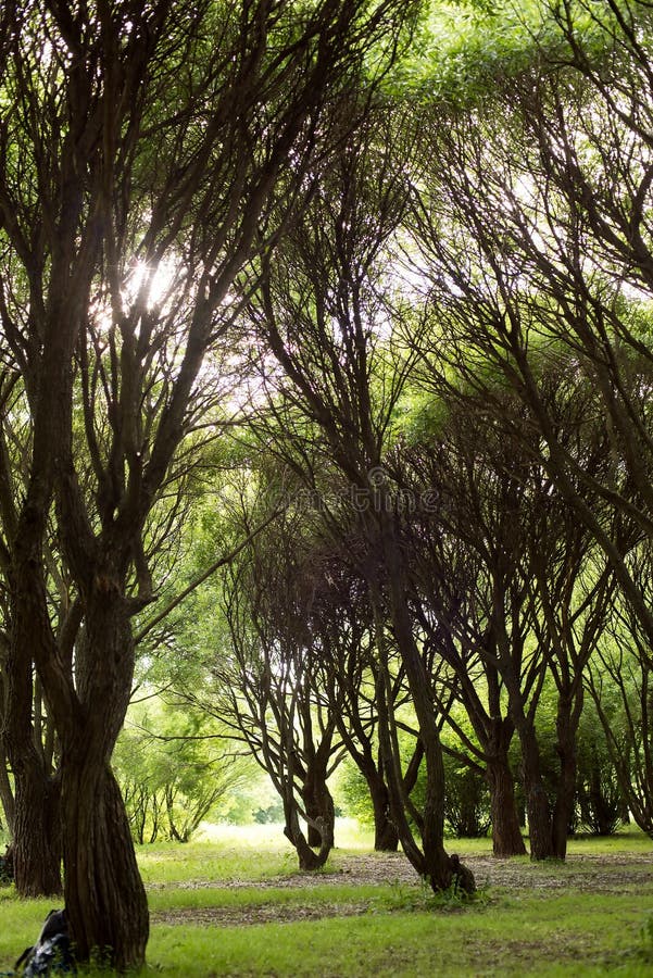 Tree Branches and Trunks, Spring. Stock Image - Image of garden ...