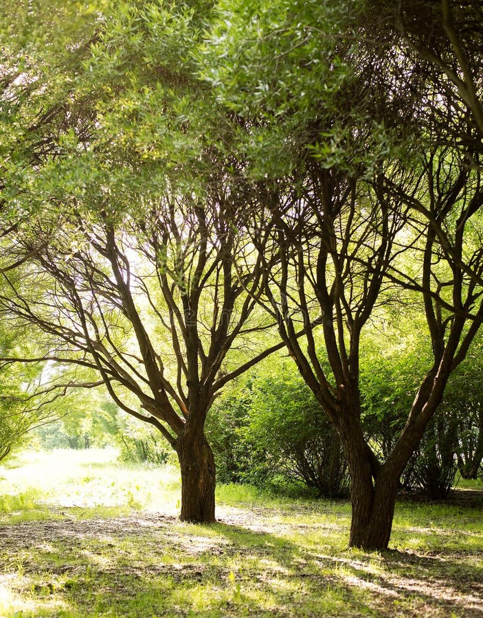 Tree Branches and Trunks, Spring. Stock Photo - Image of plant ...