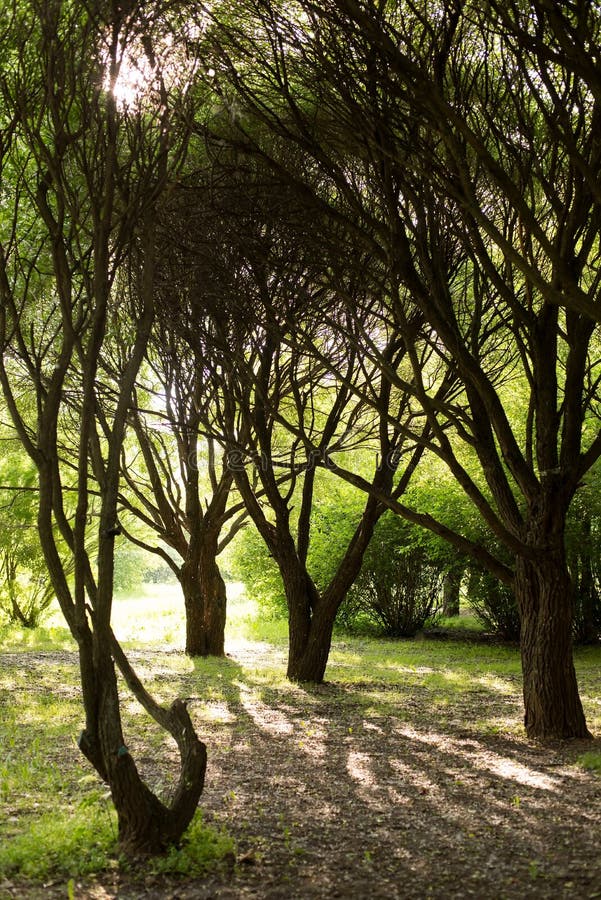 Tree Branches and Trunks, Spring. Tall Trees and Shadows Stock Photo ...