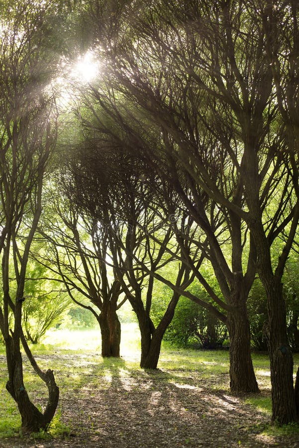 Tree Branches and Trunks, Spring. Stock Image - Image of city, flora ...