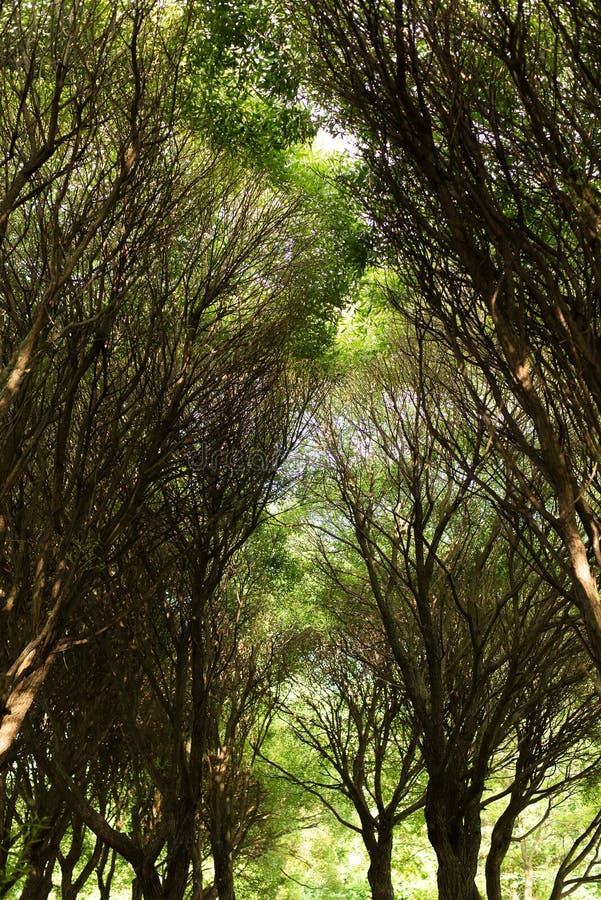 Tree Branches and Trunks, Spring. Stock Photo - Image of sunlight ...