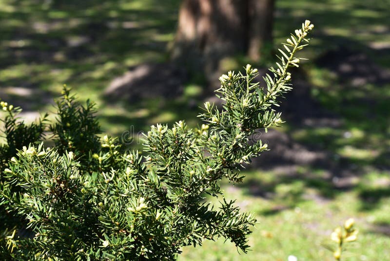Tree Branches of Tsuga Canadensis. Stock Image - Image of grown ...