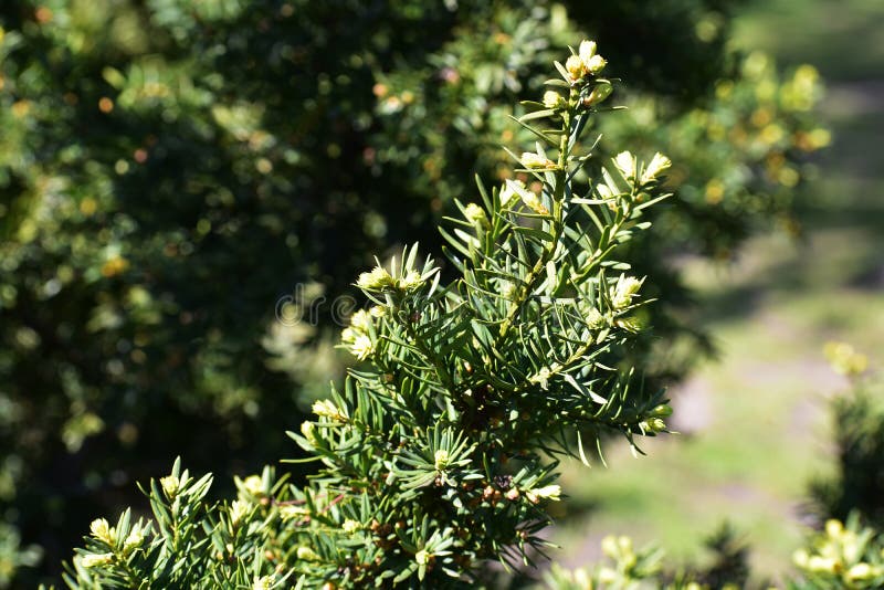 Tsuga Canadensis Buds Stock Photos - Free & Royalty-Free Stock Photos ...