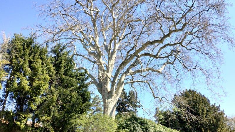 Tree Branches Twigs Sky Blue Trunk Stem Bole Green Sunshine Stock Image ...
