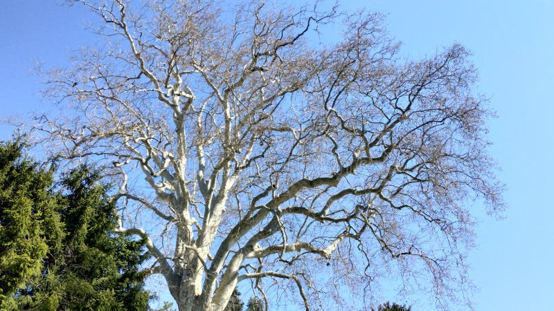 Tree Branches Twigs Sky Blue Trunk Stem Bole Green Sunshine Shrubs ...