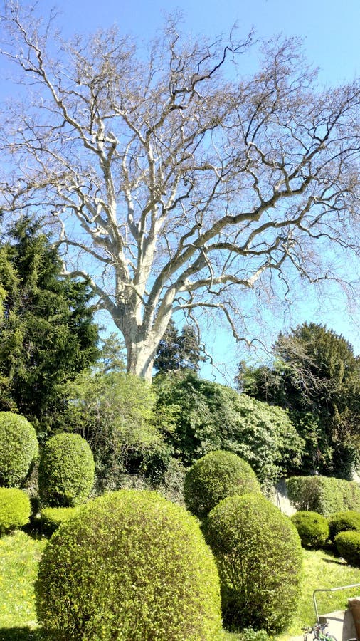 Tree Branches Twigs Sky Blue Trunk Stem Bole Green Sunshine Shrubs ...