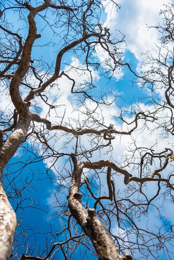 Tree Branches Under the Blue Sky.Thailand Stock Image - Image of fresh ...