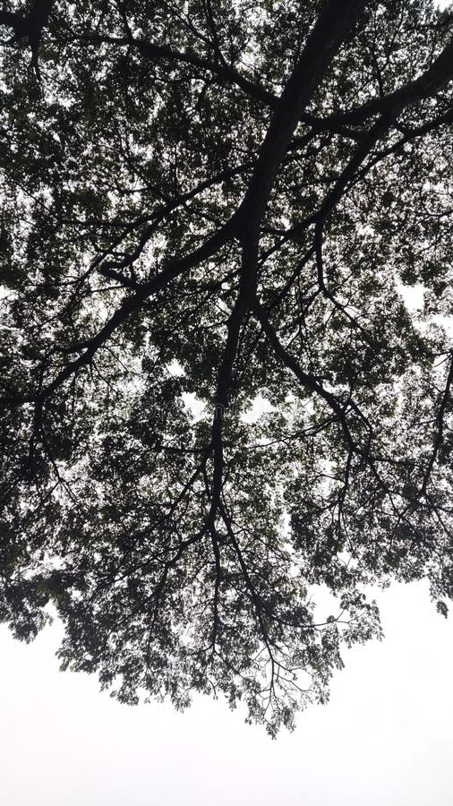 Tree Branches Under the Sky Stock Photo - Image of tree, branches ...