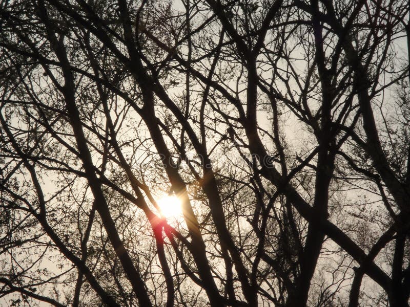 Tree Branches Under Sunlight. Sunset in the Forest Stock Image - Image ...