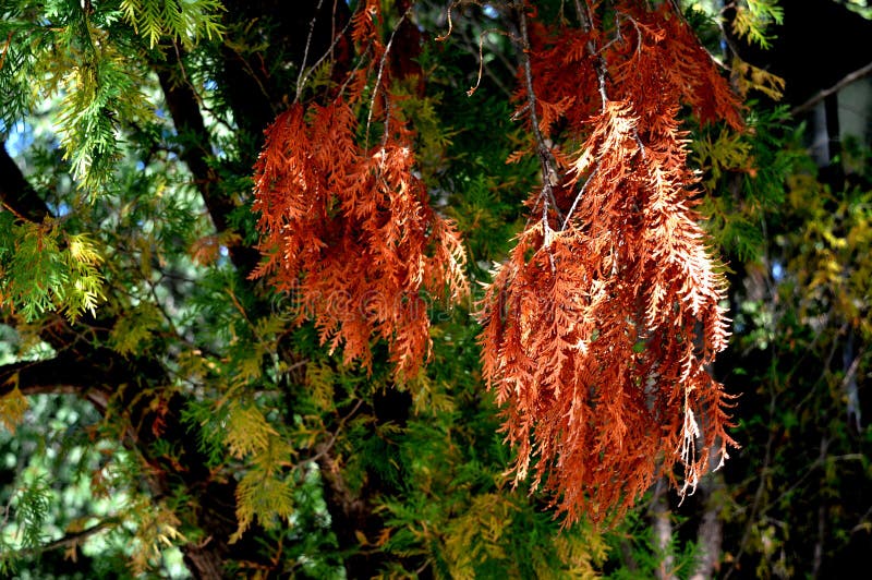 Tree and Branches. Unique View from Below. Stock Photo - Image of brown ...