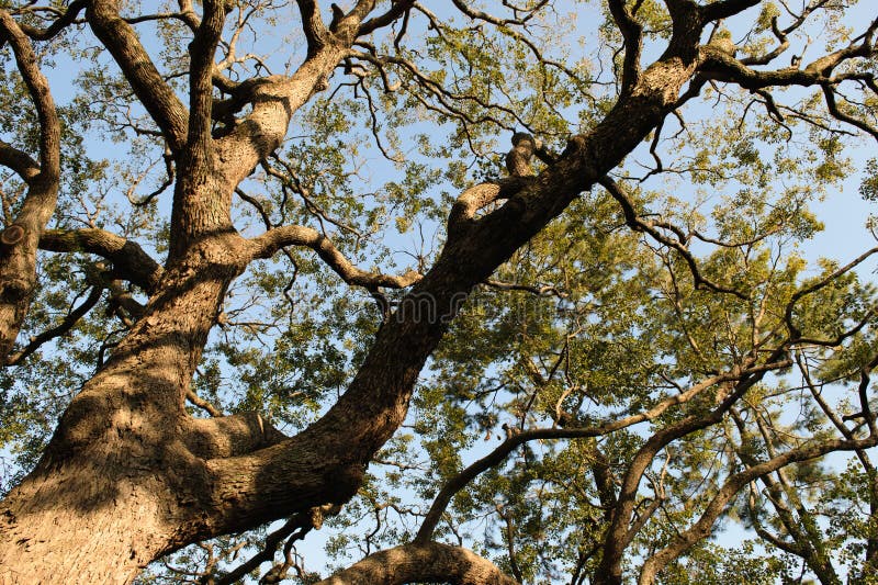 Tree branches stock image. Image of skies, woodland - 302116879