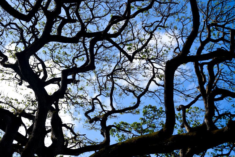 Tree Branches Weaving through the Sky Stock Image - Image of beautiful ...