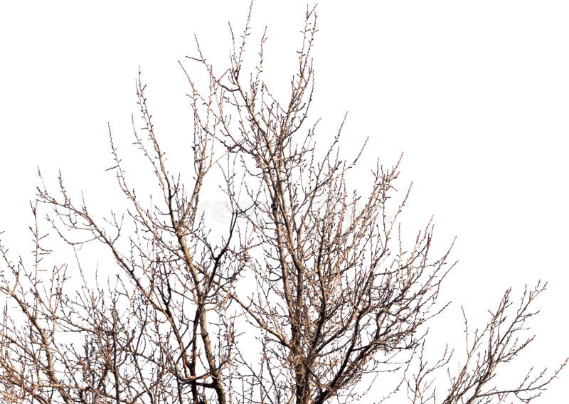 Tree Branches on a White Background Stock Photo - Image of tree, bare ...