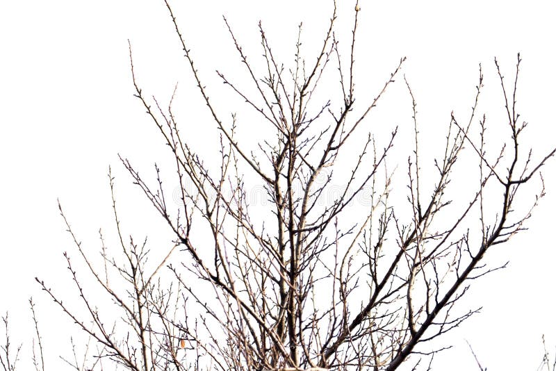 Tree Branches on a White Background Stock Image - Image of nature ...