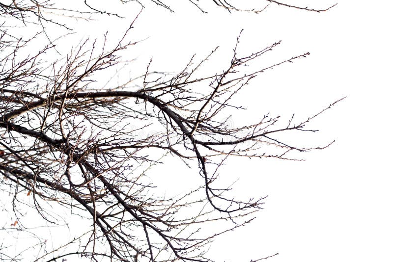 Tree Branches on a White Background Stock Image - Image of wooden ...