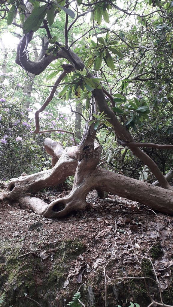 Tree Branches Winding Twisting Hdr Hd Photo Stock Photo - Image of ...