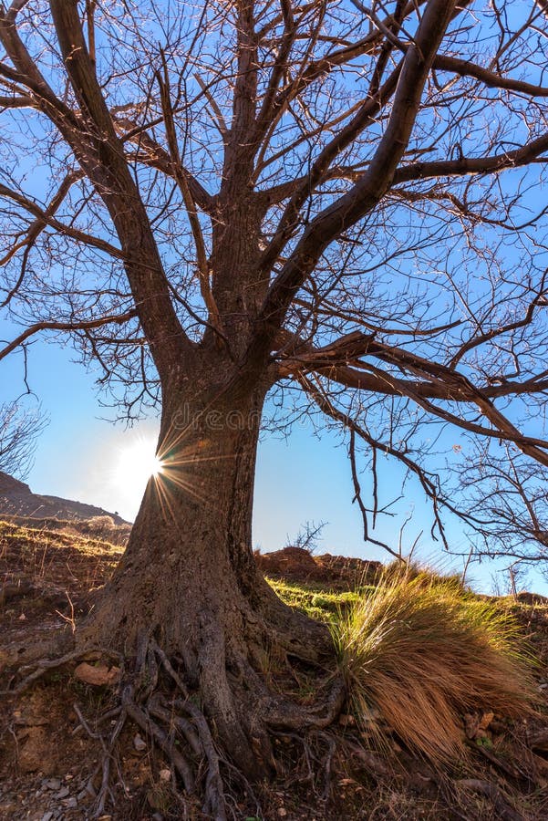 Tree with only the Branches in Winter Stock Image - Image of leaves ...