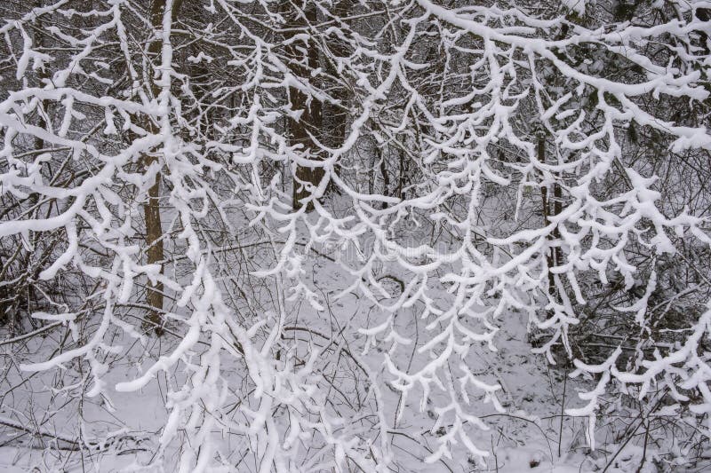 Tree branches by winter stock image. Image of beauty - 271180479