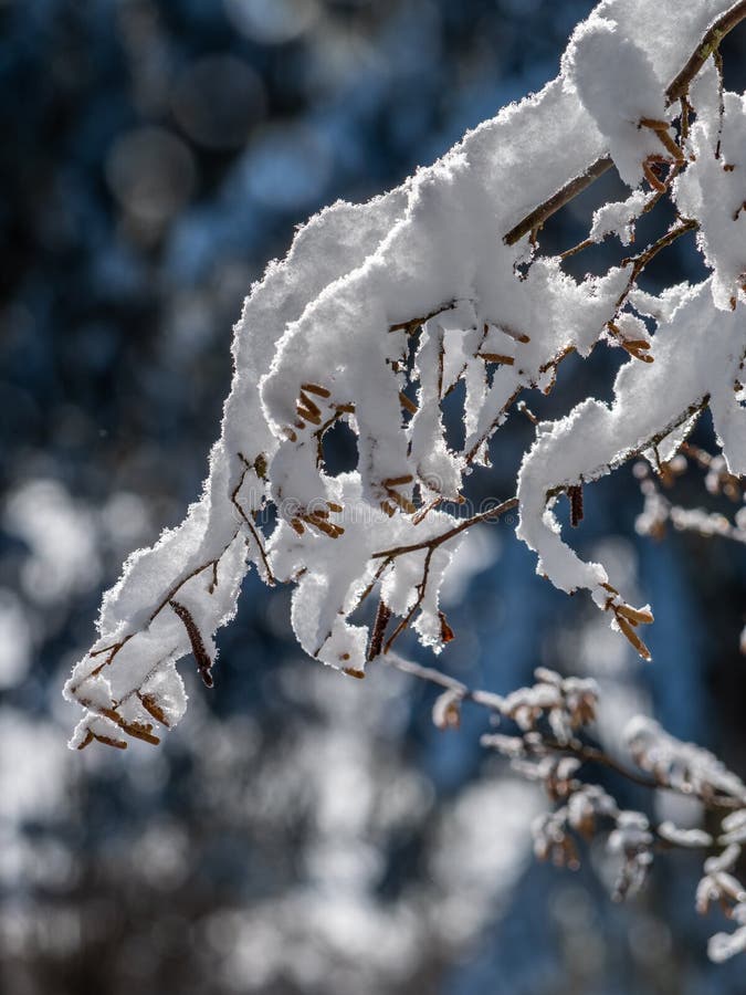 Tree branches in winter stock photo. Image of natural - 207708110