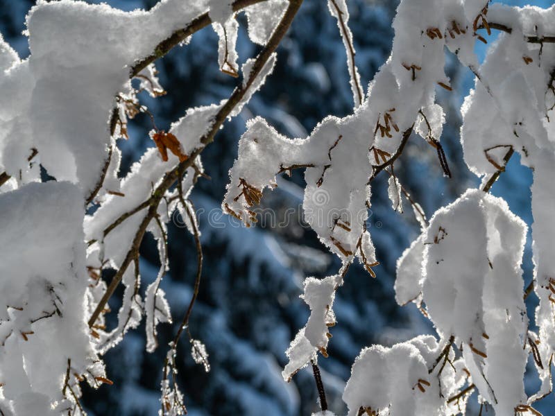 Tree branches in winter stock image. Image of snowfall - 207708101