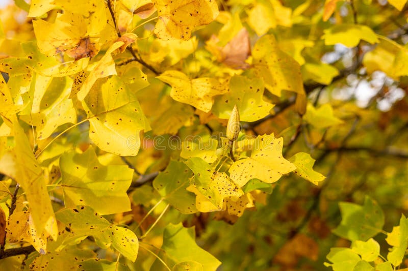 Tree Branches with Yellow Autumn Leaves Stock Image - Image of branch ...