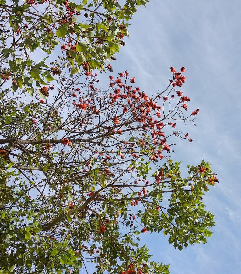 Tree branching stock photo. Image of branching, tree - 111724398